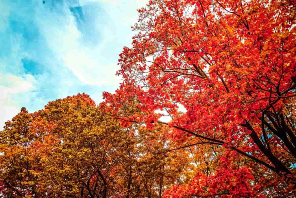 100 Positive Quotes for October and Fall Inspiration